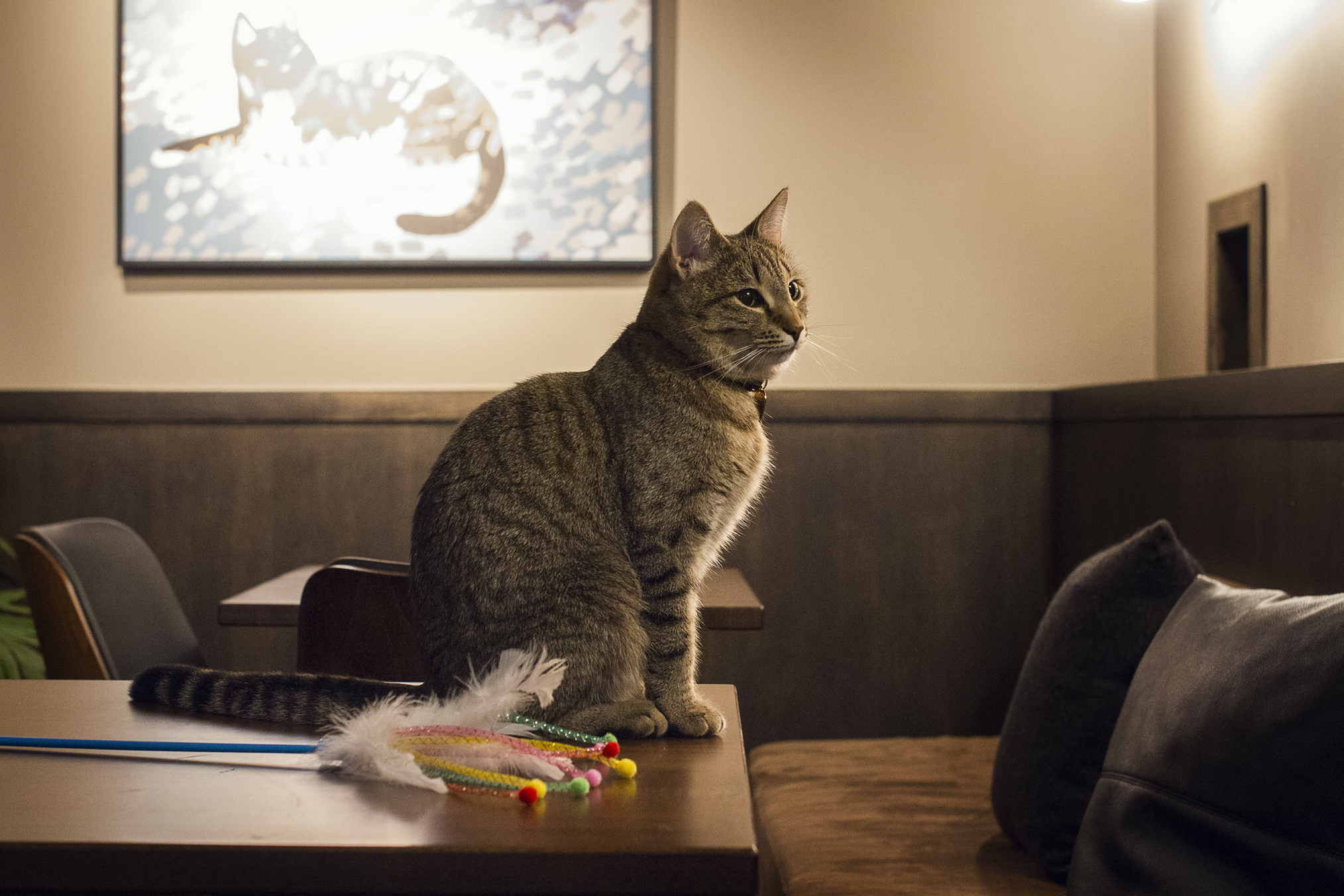 Java Whiskers – Sweden’s First Cat Café – Your Living City